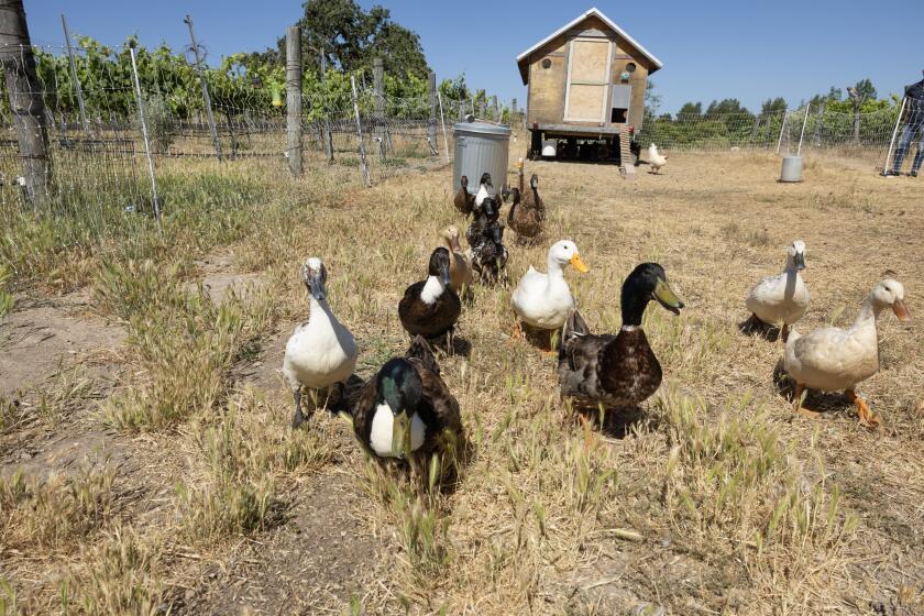 A new strain of bird flu is found on a California duck farm