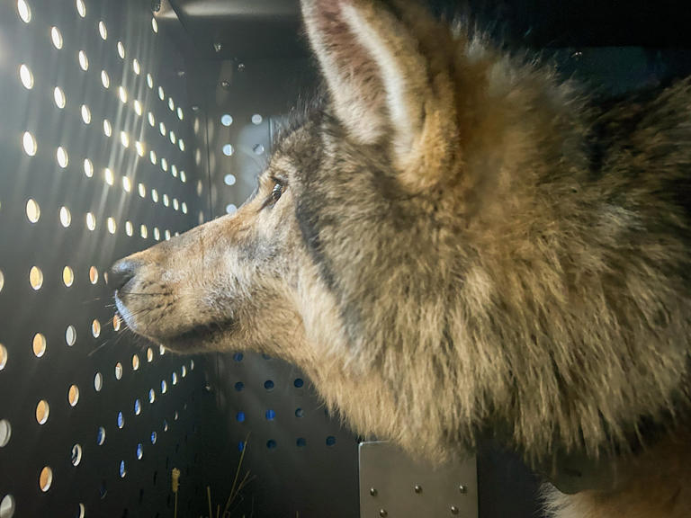 Wolf brought to Colorado for reintroduction found dead in Rocky ...