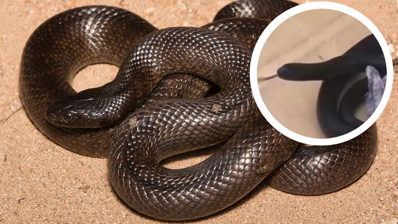 Encontradas 2 cobras vivas escondidas em vaso no aeroporto de Fortaleza