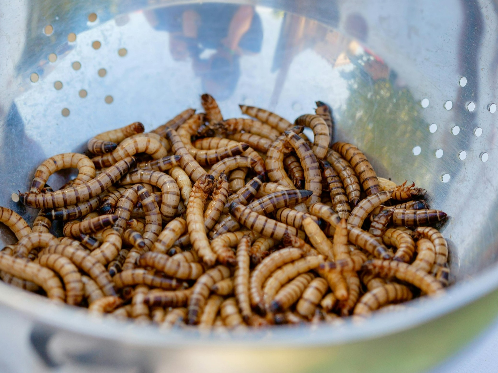 Bruksela wpuści robaki do naszych lodówek. Te produkty będą mogły je zawierać