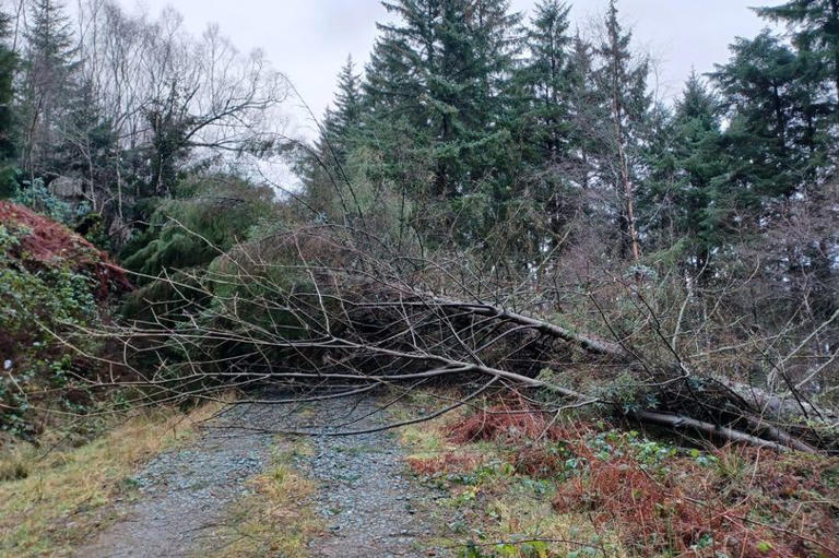 Forestry bosses urge extreme caution when visiting Dumfries and ...