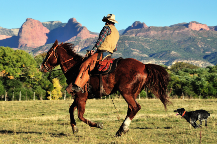 Gold Rush Heroes: The Dog Breeds That Conquered the Wild Frontier