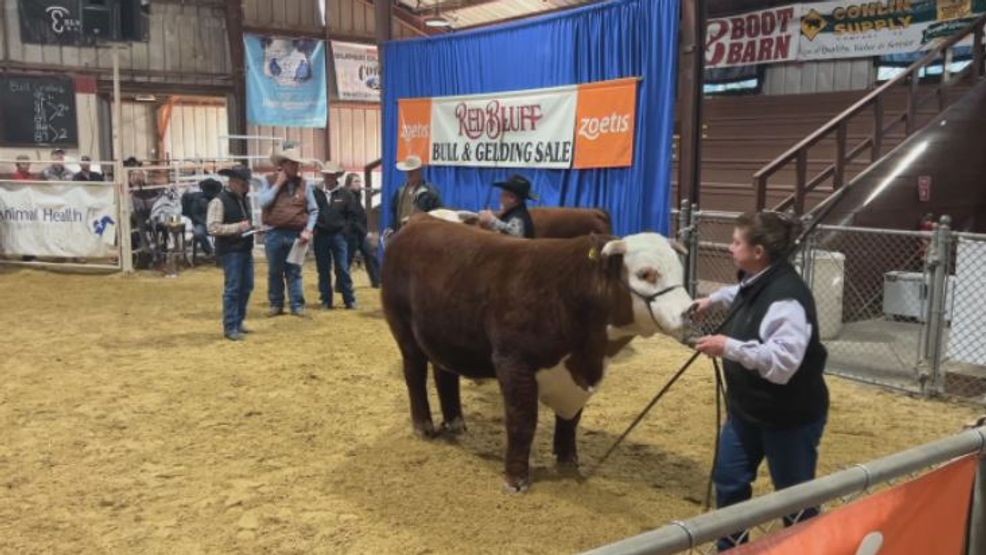 Red Bluff bull sale sets record with $2.2 million in sales