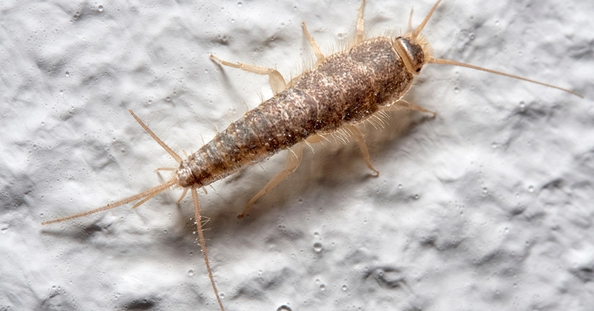 Seven Easy Tricks: How to Get Rid of Silverfish