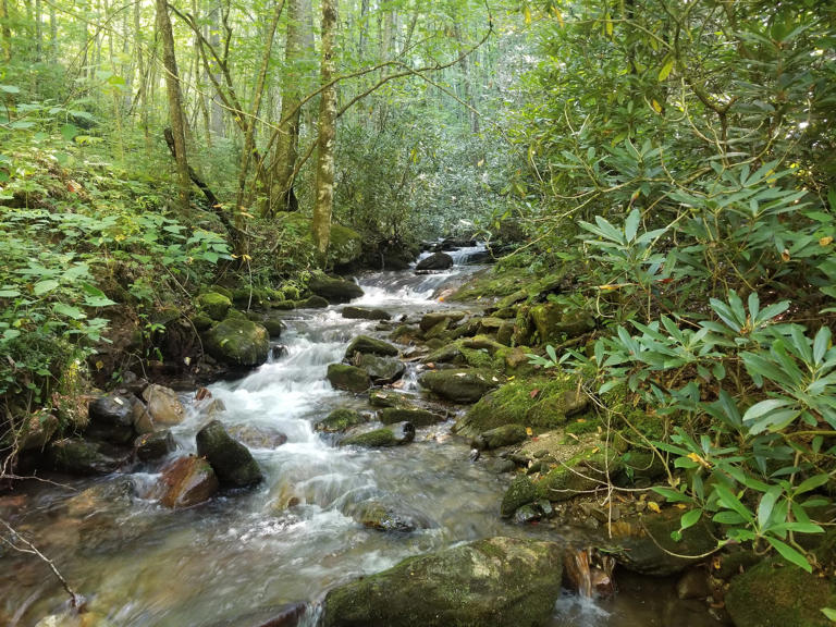 Blue Ridge Parkway 'critical' land in Balsam Mountains conserved after ...