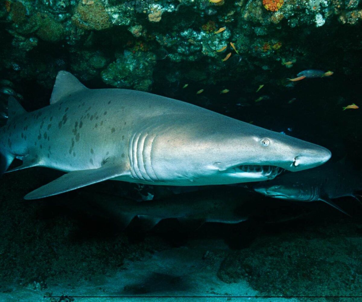 Four thrilling undersea activities to do in South African waters