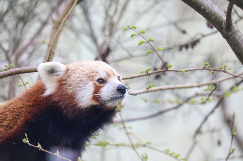 Edinburgh Zoo announce death of third red panda as tributes pour in for ...
