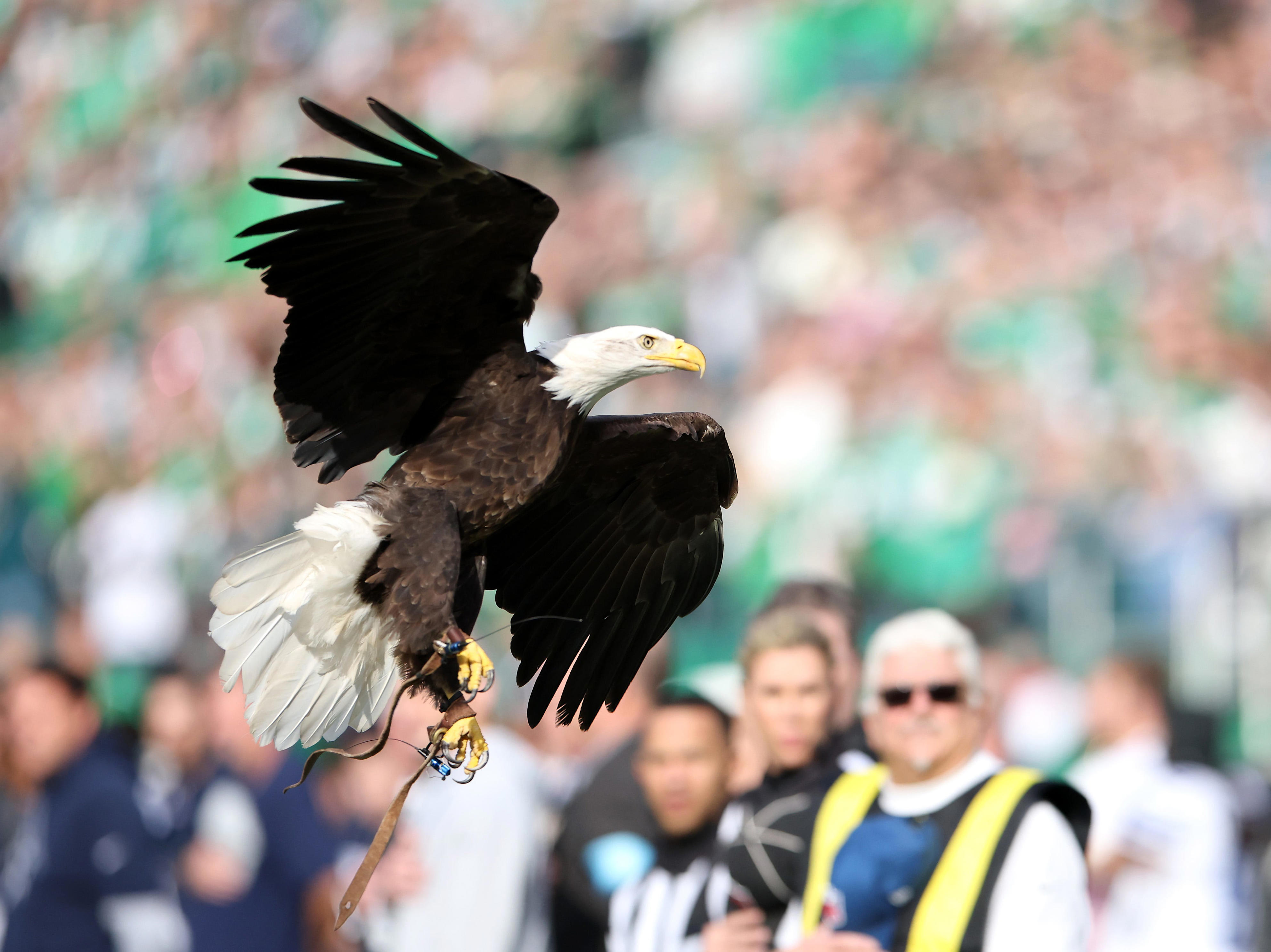Meet Lincoln: The Tennessee bald eagle who flies at Philadelphia Eagles ...