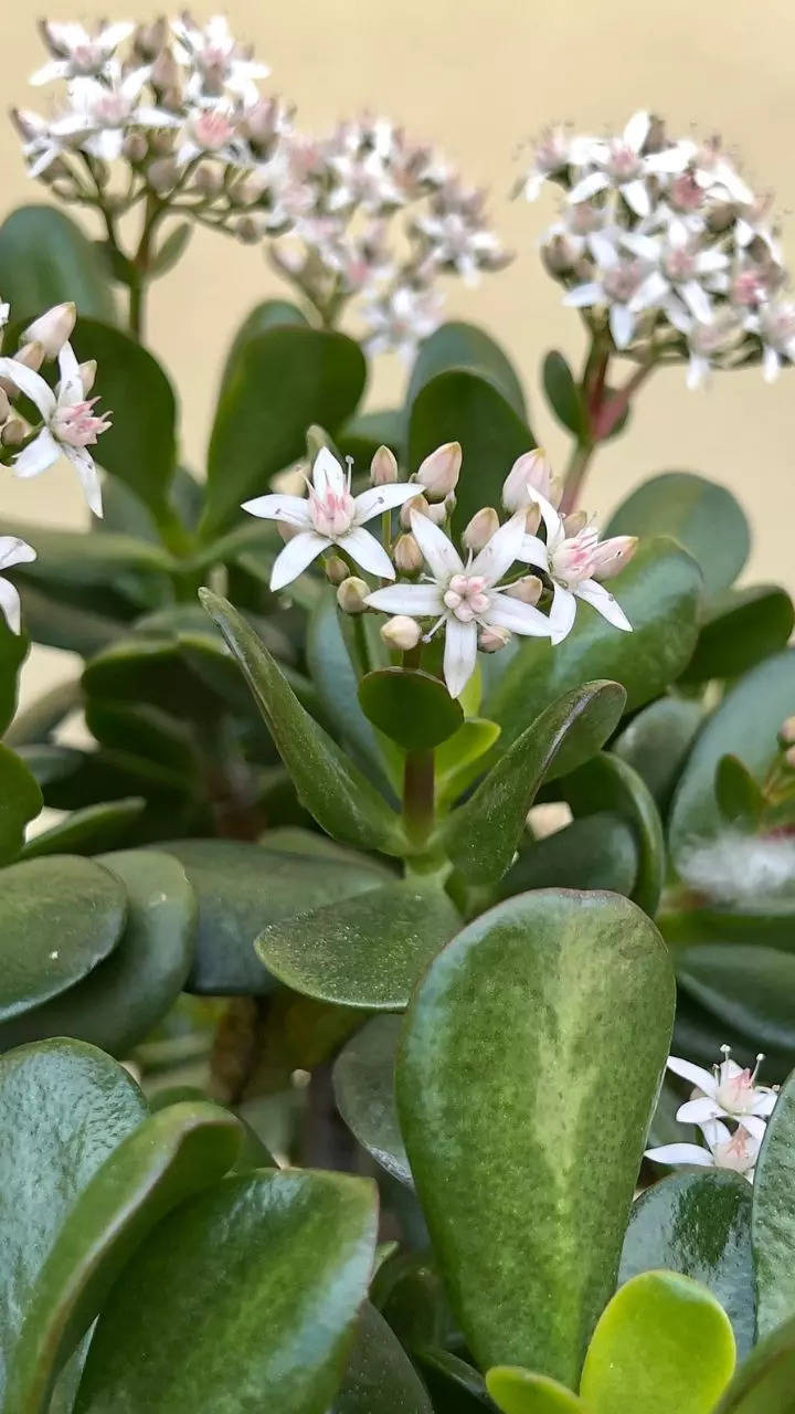 Can the 'good luck' Jade plants flower? 8 tips that will help the plant ...