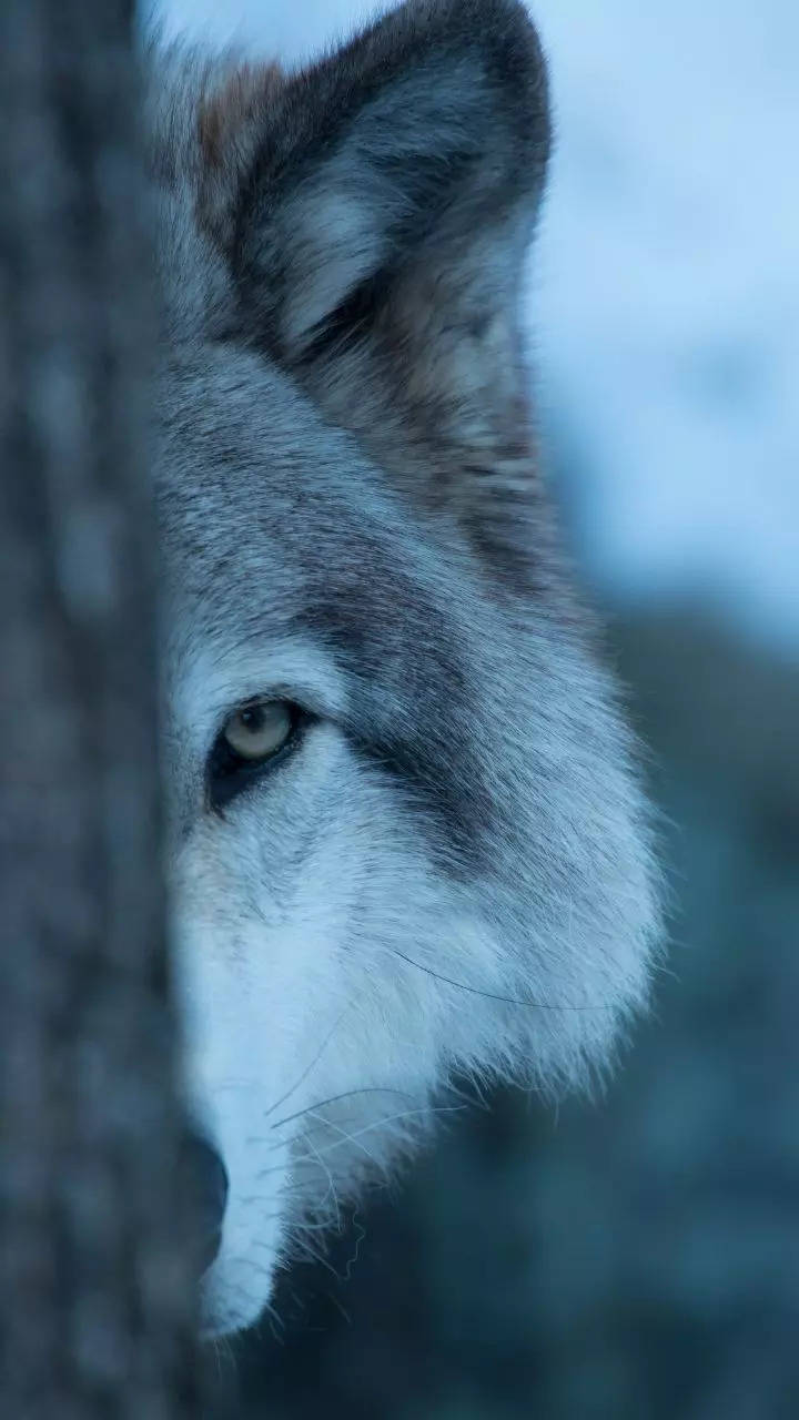 8 animals that are considered to be sacred and holy across cultures