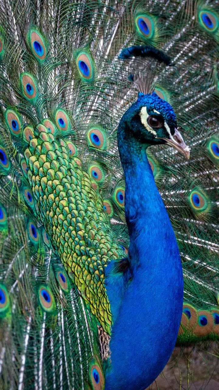 8 animals that are considered to be sacred and holy across cultures