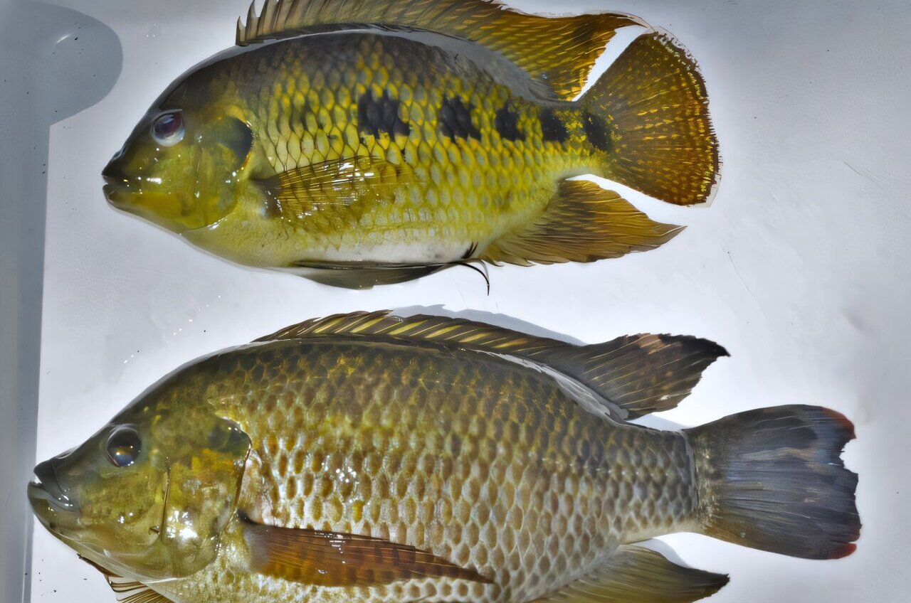 Invasive tilapia species threaten Gulf of Carpentaria ecosystems