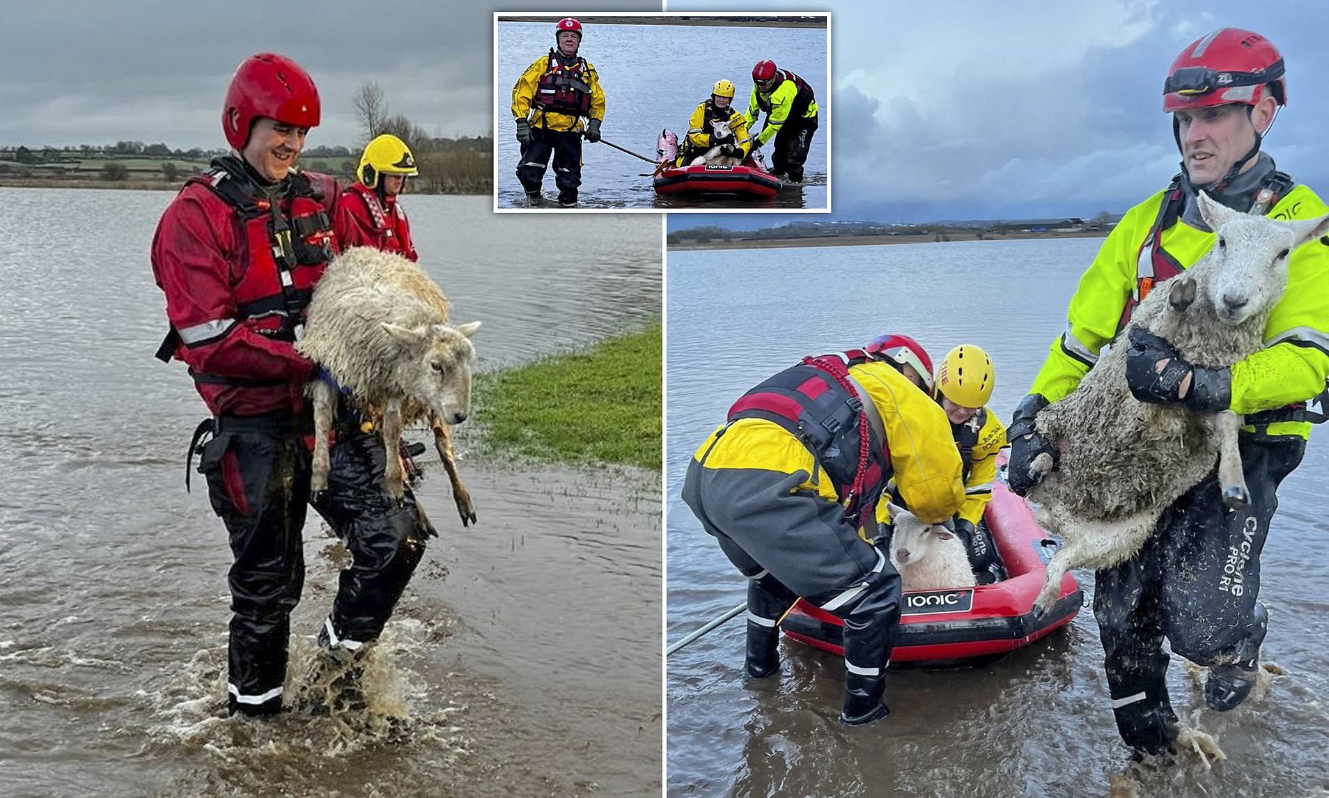 Do ewe need a hand? Firefighters rescue 24 sheep from flooded fields