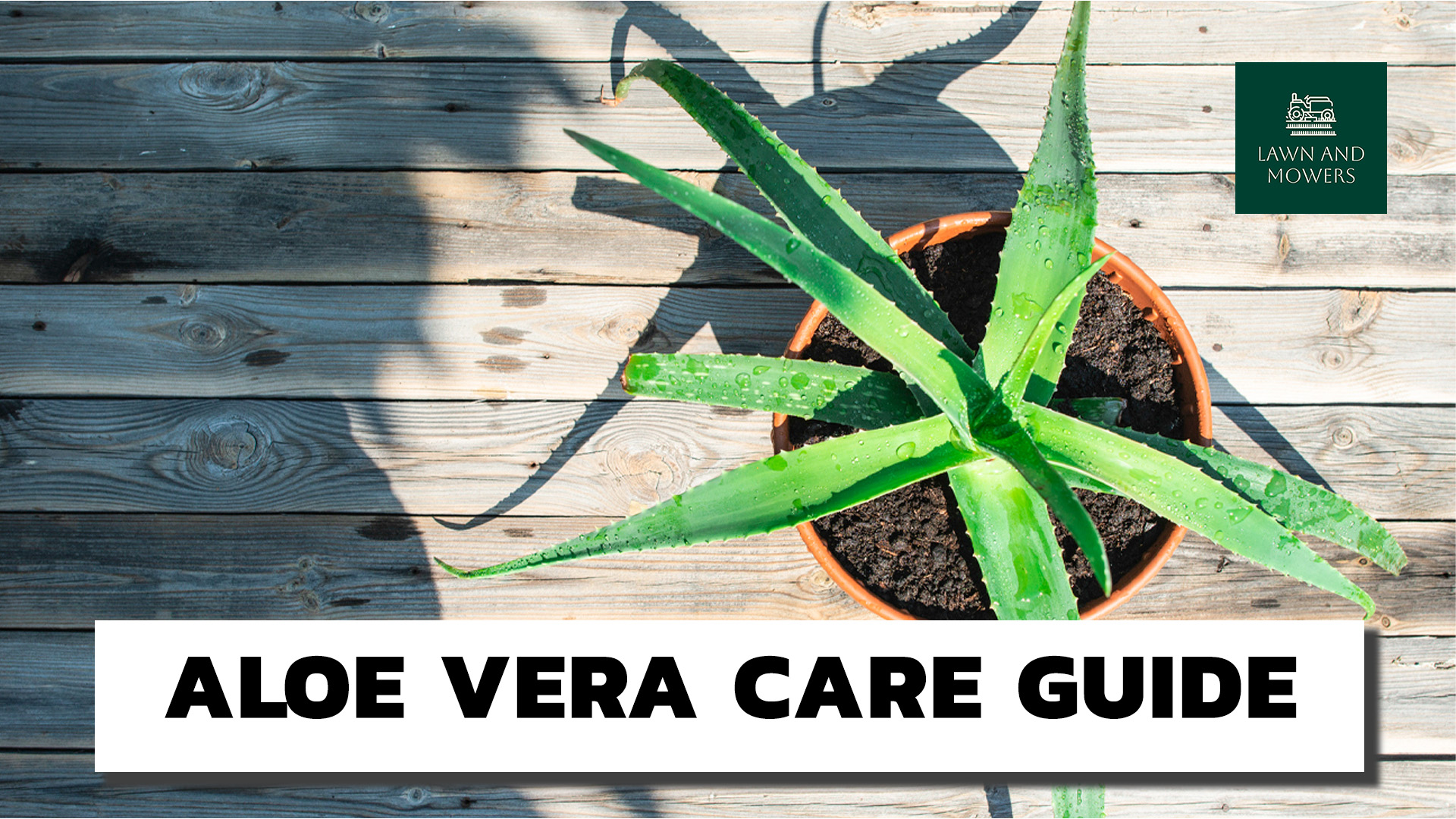 Aloe Vera Care Guide - Optimal Sunlight, Water and Humidity for Growth