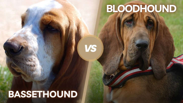 8 Key Differences Between Blood Hound and Basset Hound 8 Key Differences Between Blood Hound and Basset Hound