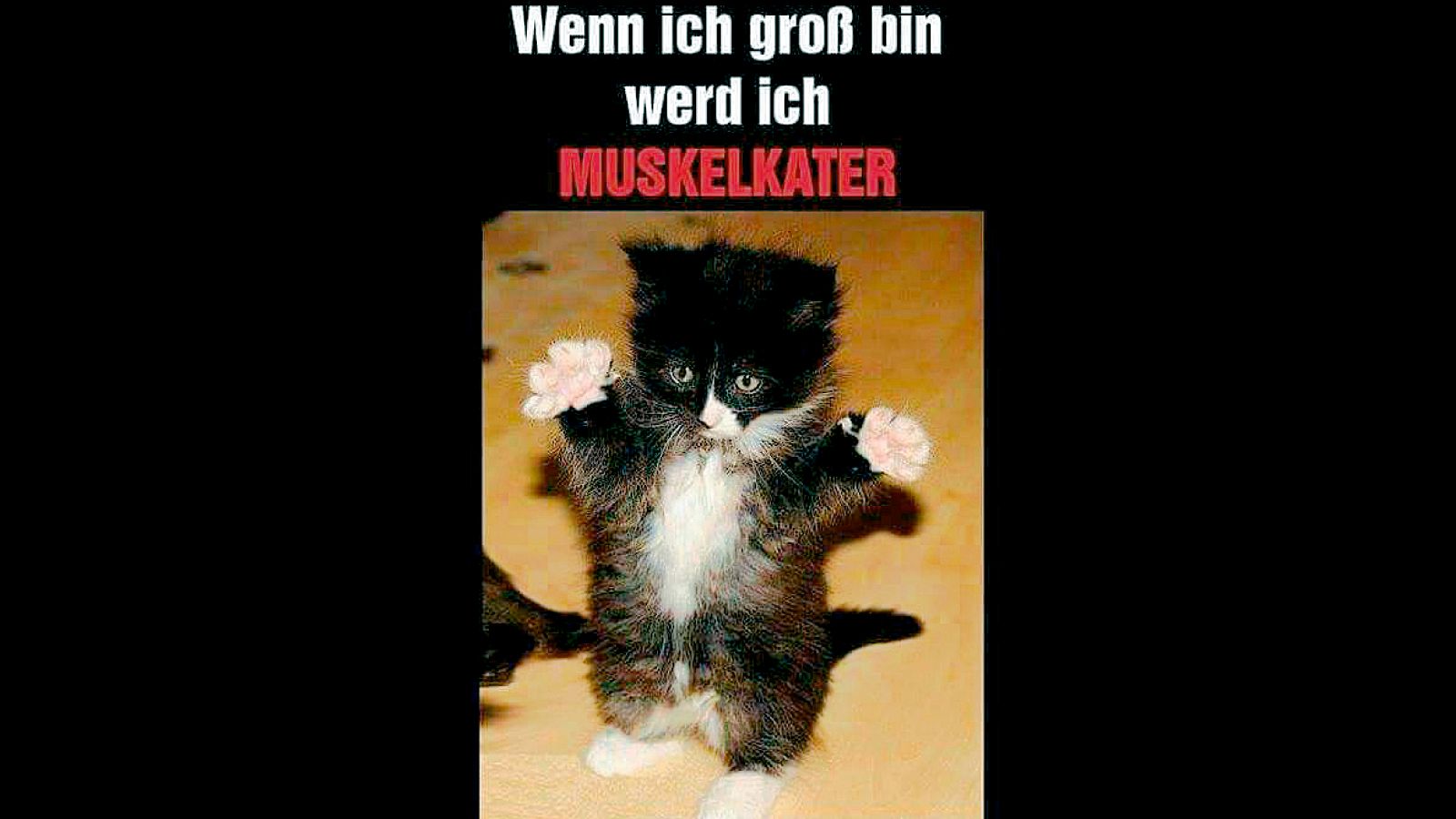 Memes Stadtpolitiker Linz