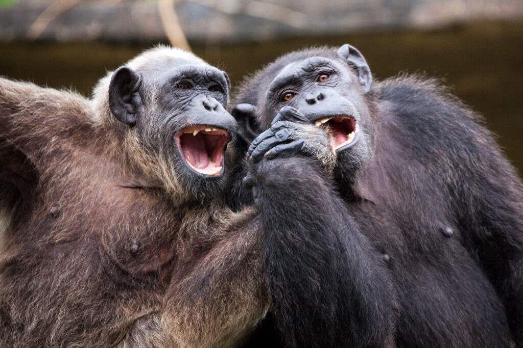 18 Animals That Can Laugh — And Some of Them Are Laughing at You