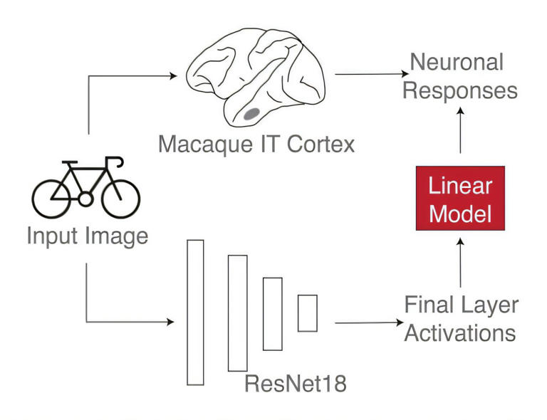 Evaluating how brains generalize: Data from macaque monkeys reveals flaws in deep neural networks