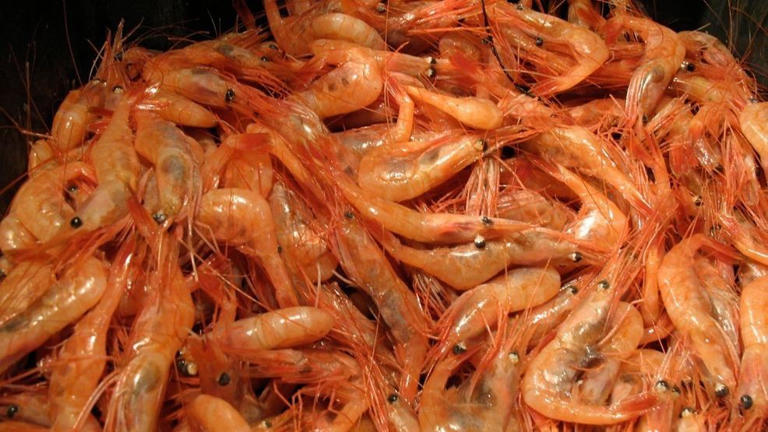 Maine fishermen apply to revive shrimping industry after a decade-long ...