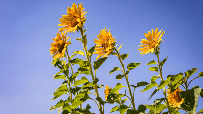 16 Sunflower Species Every Gardening Enthusiast Should Know About