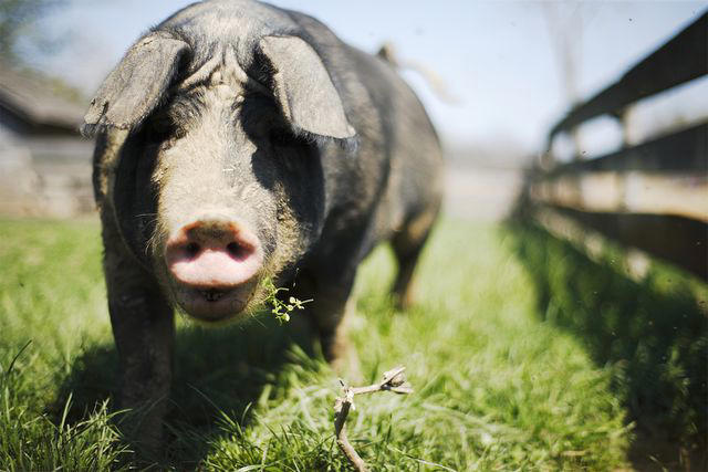 Ohio Woman, 75, Killed and Partially Eaten by Neighbor's Pigs on ...