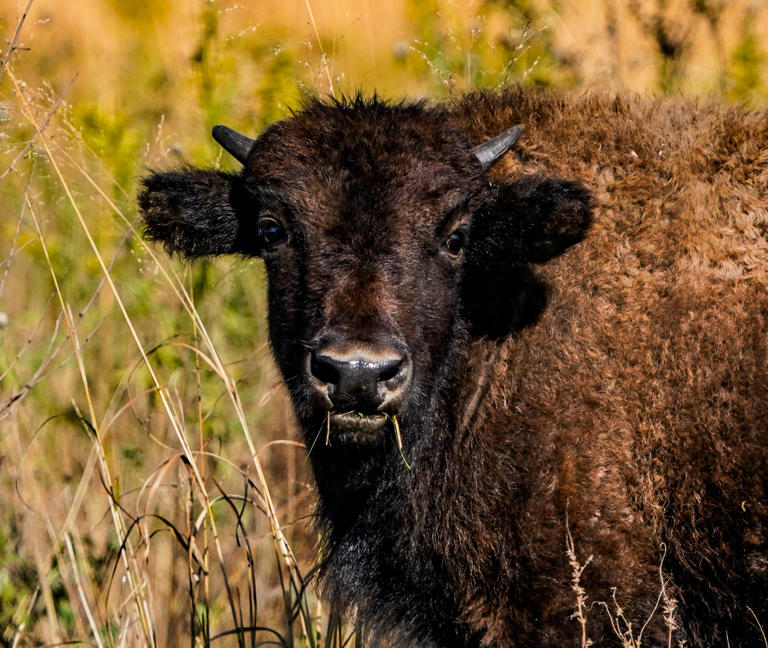 Indiana preserve ramps up accessibility where buffalo restoration ...