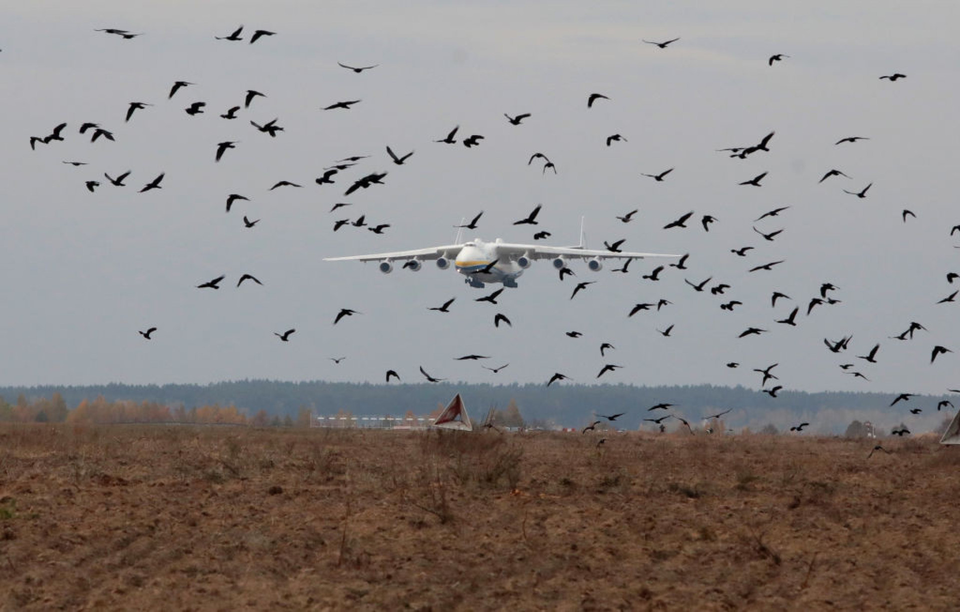 Bird strikes: the hidden risk to air travel