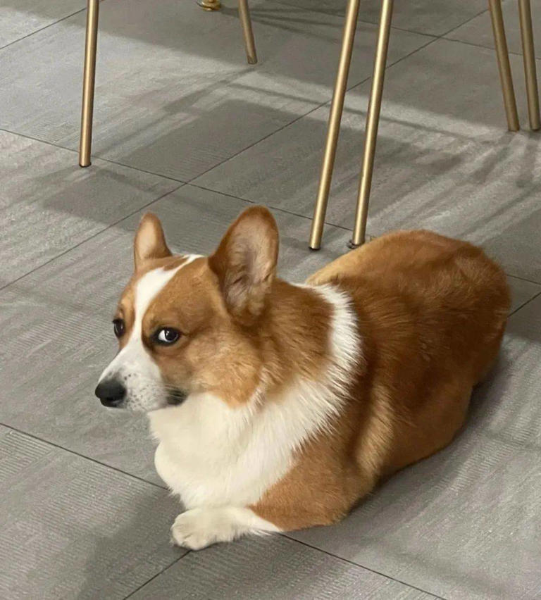 爱诗科技PixVerse V3.5：10秒生成高质量AI视频，领跑新年创作赛