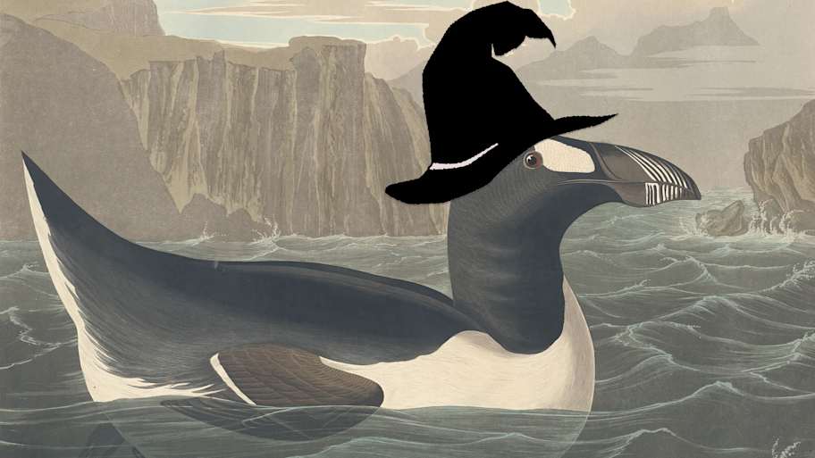 The Bizarre Story of Britain’s Last Great Auk