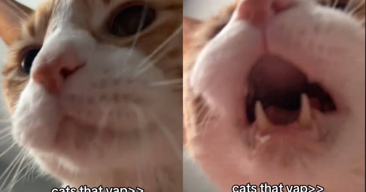 Talkative Cat Goes Viral on TikTok For His Adorable Yapping