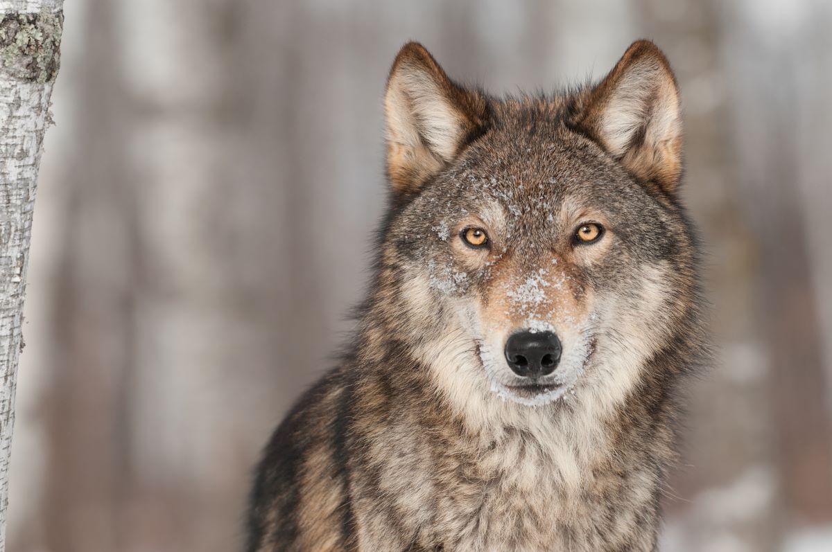 Wolf Murder Mystery Attracts $100,000 Reward