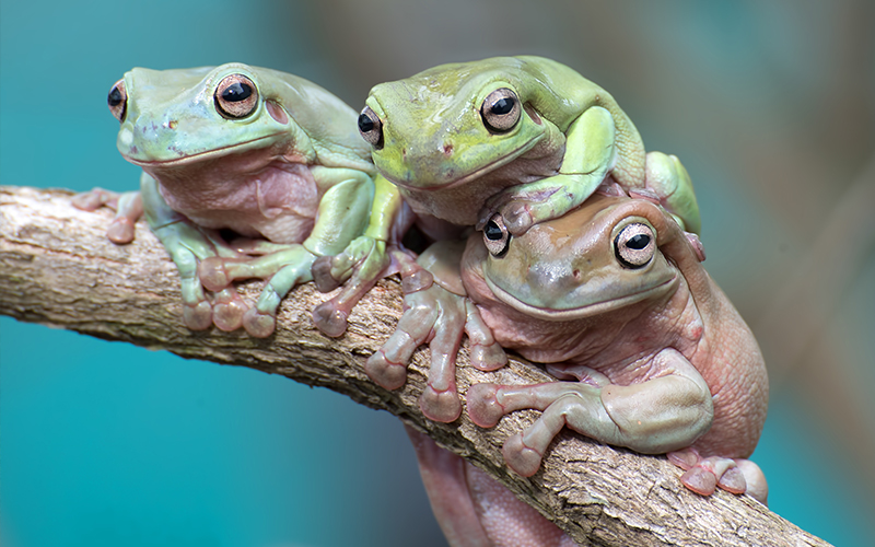 What Is Portland’s Frog Taxi? The Fascinating Frog-Saving Mission You ...
