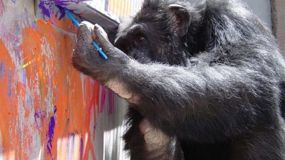 Special needs chimp Cheetah's journey from lab confinement to sanctuary ...