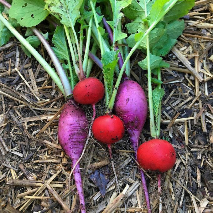 Top 10 Vegetables That Grow in Shade