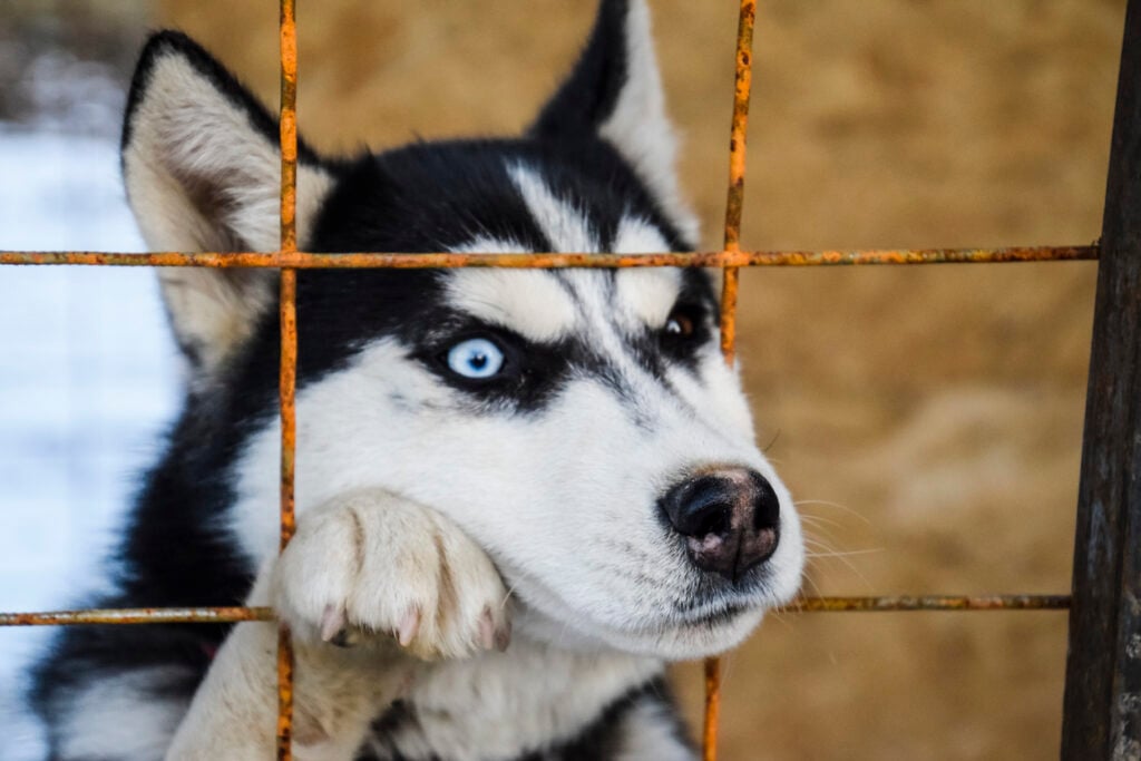 13 Dogs Breeds Are Overwhelming Shelters, and Nobody’s Talking About It