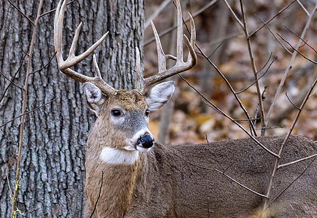 Total deer kill plunges in Texas County, state says