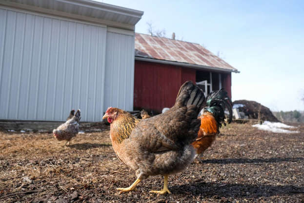 Symptoms of bird flu after US confirms first human death Symptoms of bird flu after US confirms first human death