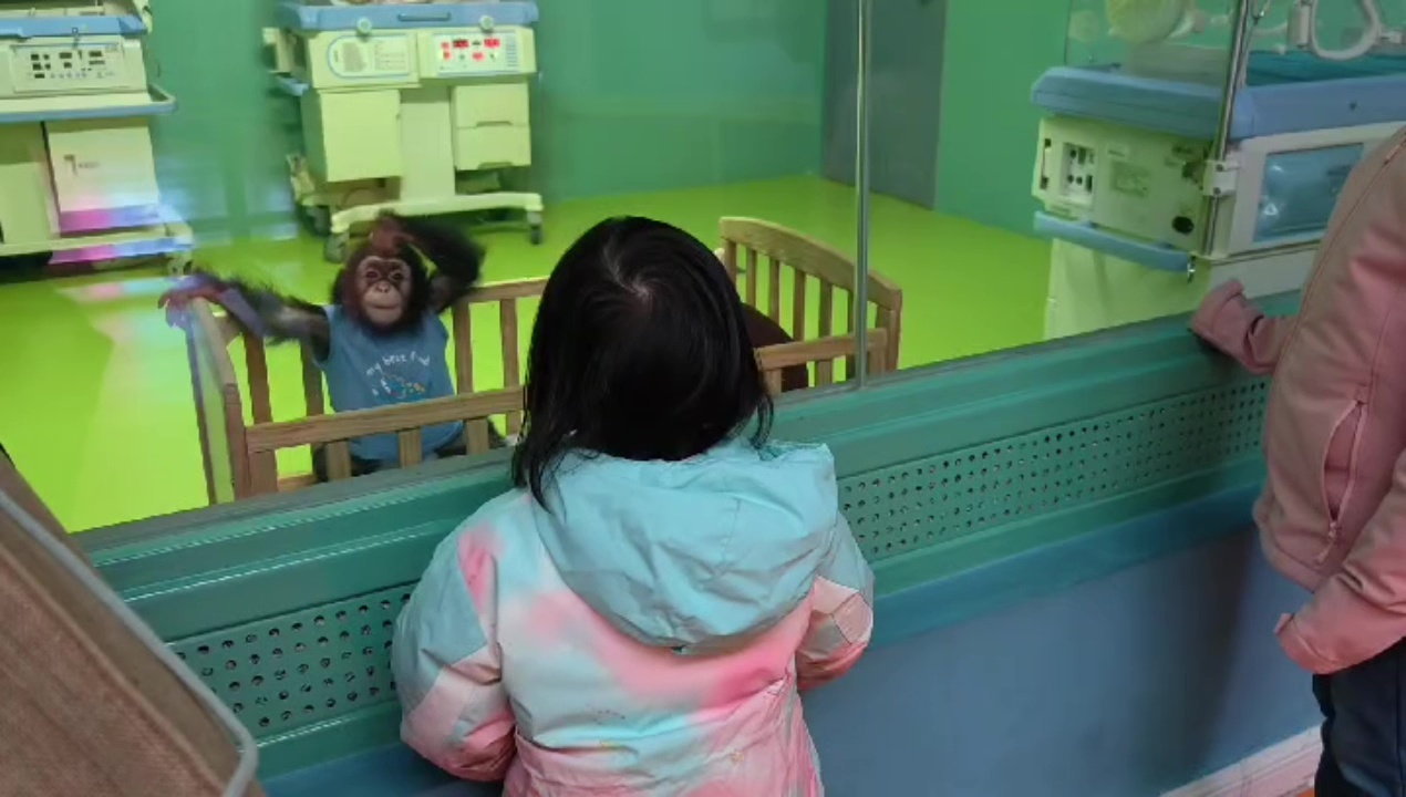 Little girl shares playful moment with baby chimp