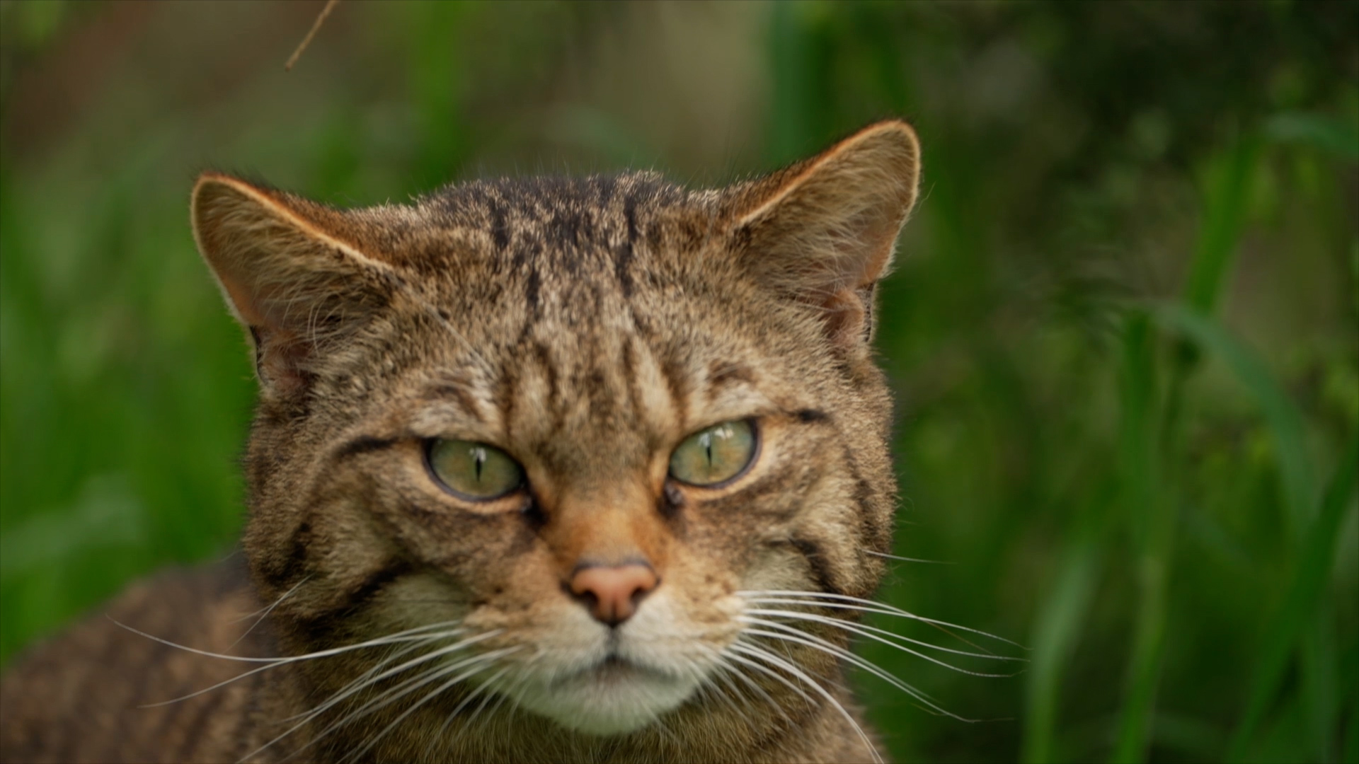 RAW VIDEO: Scotland's Recovering Wildcats Become TV Stars
