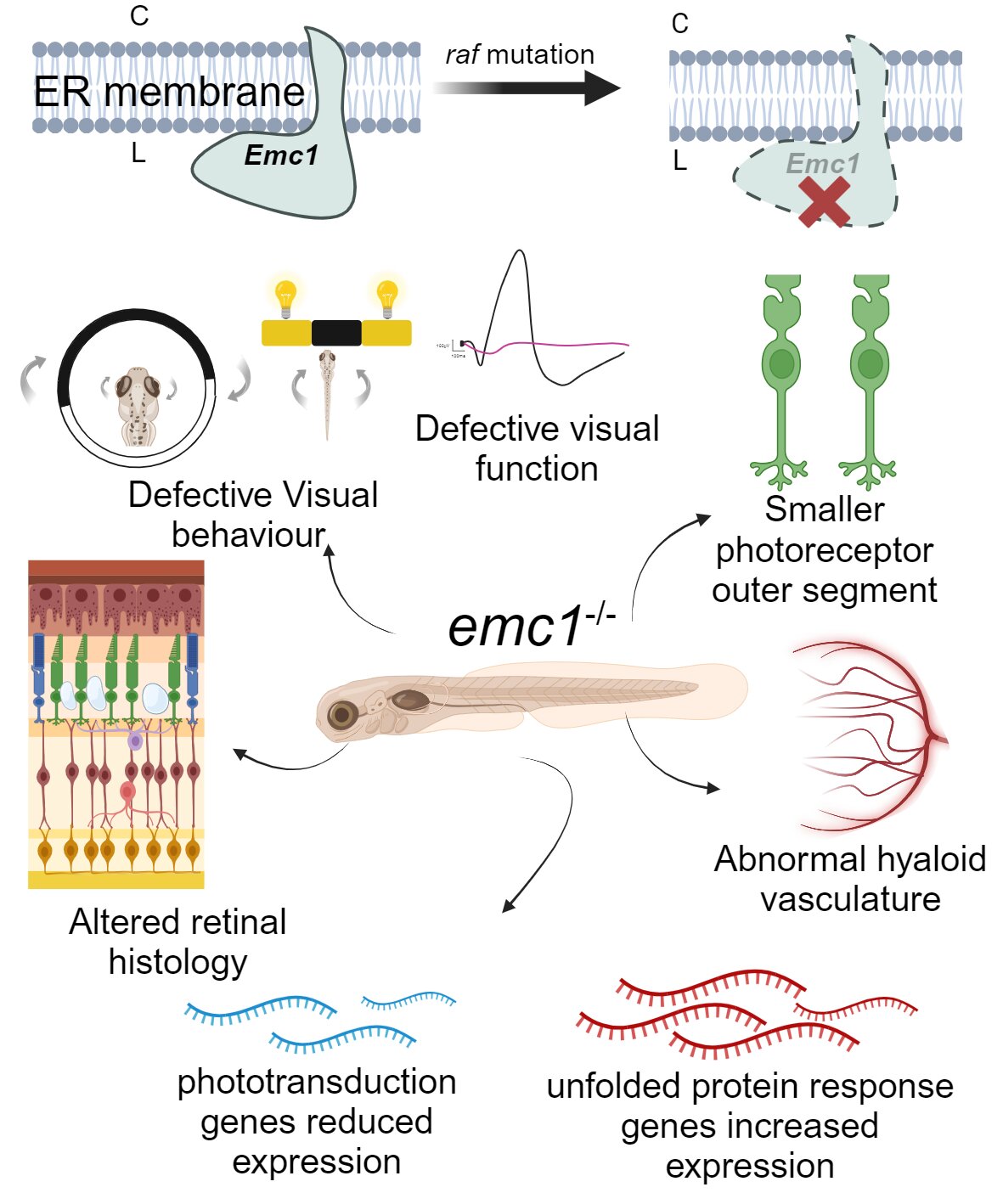 Newly discovered gene mutation in eye disease named after blind Irish poet
