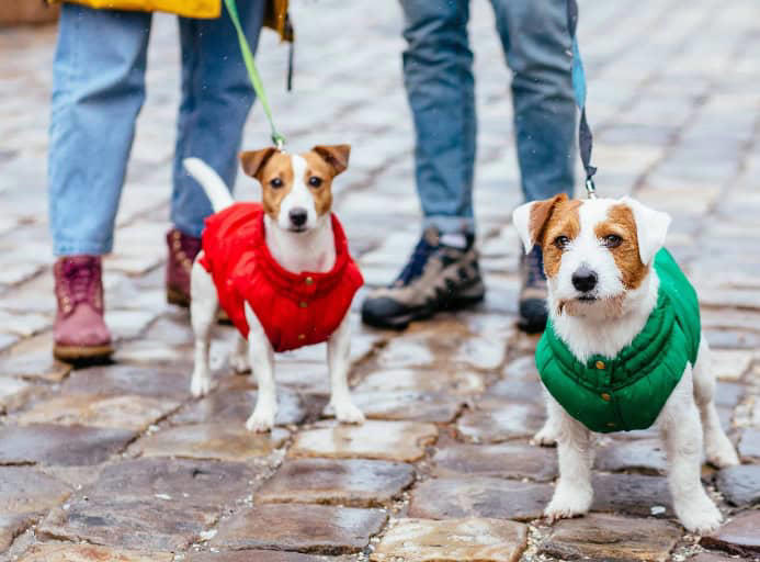 Master winter dog-walking like a pro: Use these 9 safety tips