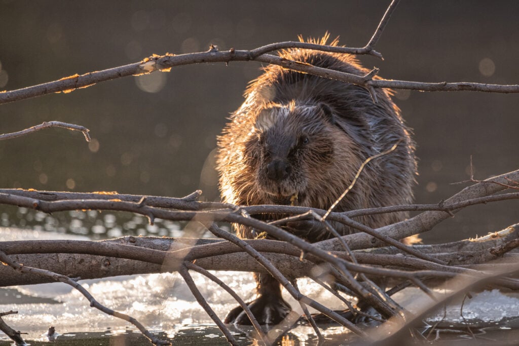10 Beaver-Proofing Secrets Every Homeowner Must Know Before It’s Too Late