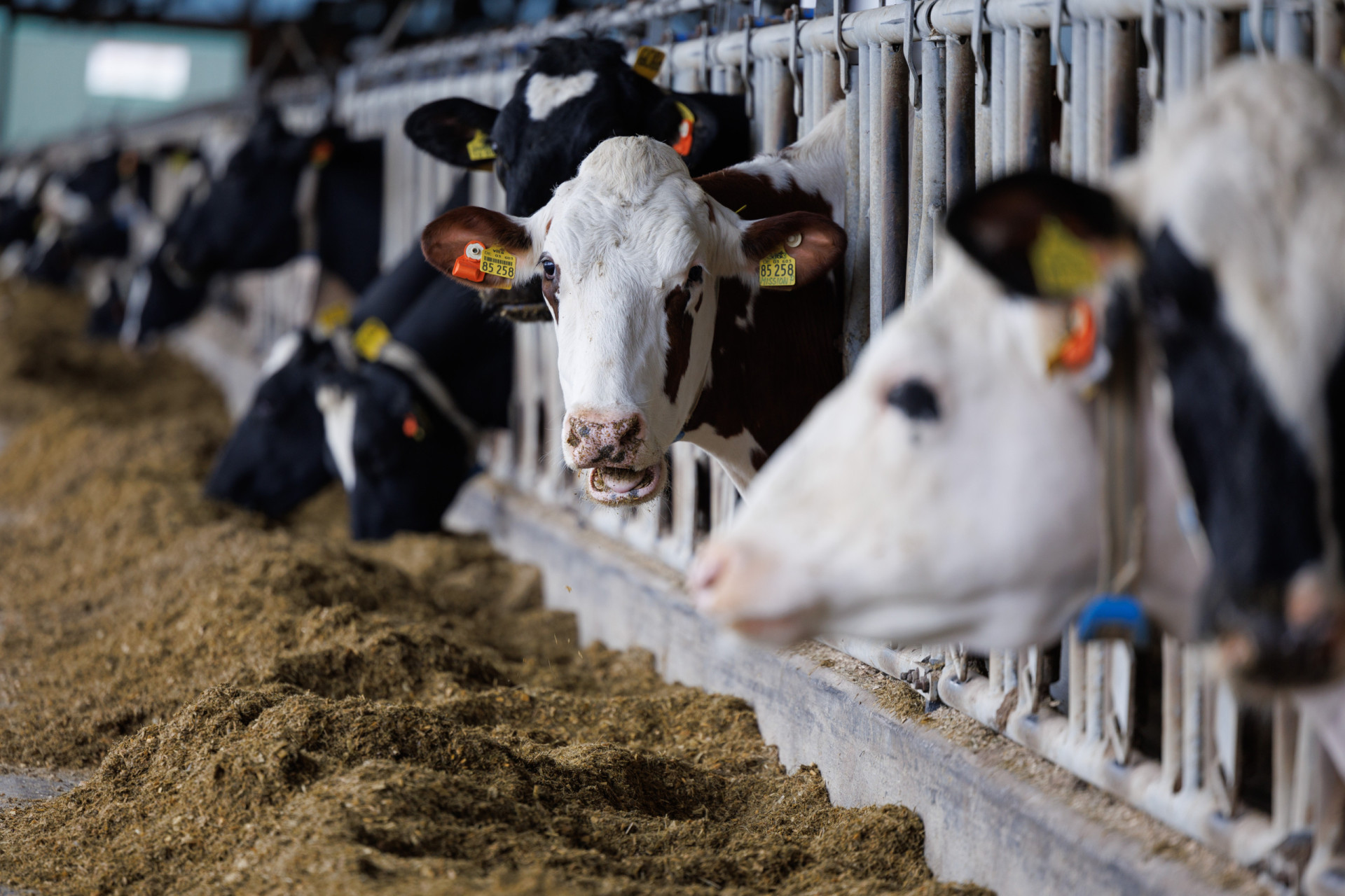 Sollten wir Rohmilch trinken? Die Fakten, die Sie wissen müssen