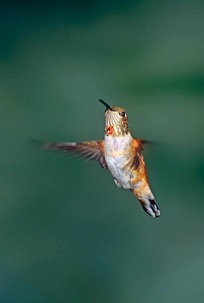 Identify and Attract an Allen’s Hummingbird