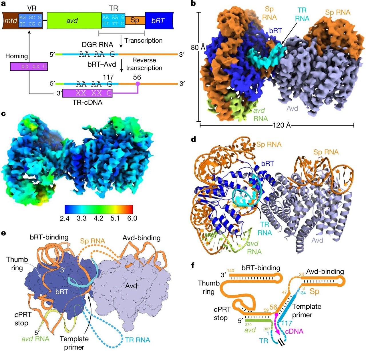 Uncovering clues to a natural gene-editing technique