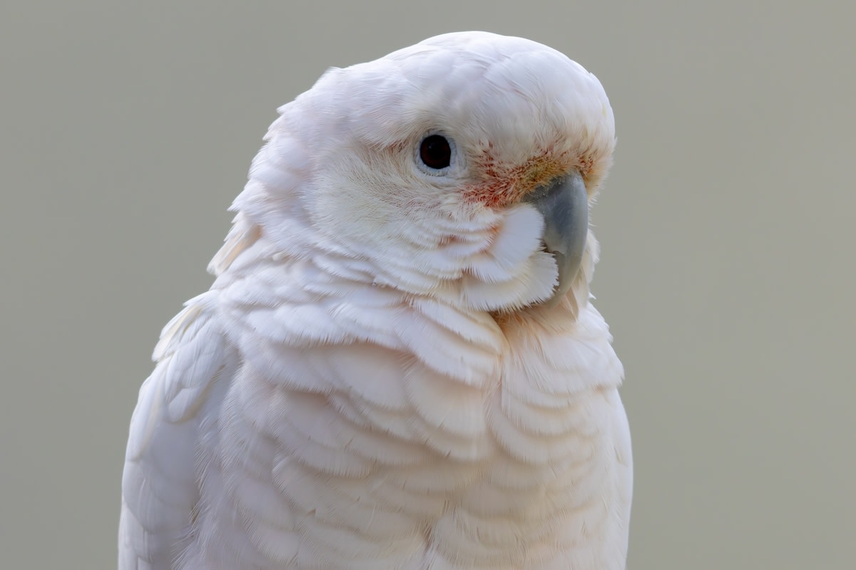 Happy Cockatoo Goes Viral for Being the 'Ultimate Lady Gaga Fan'