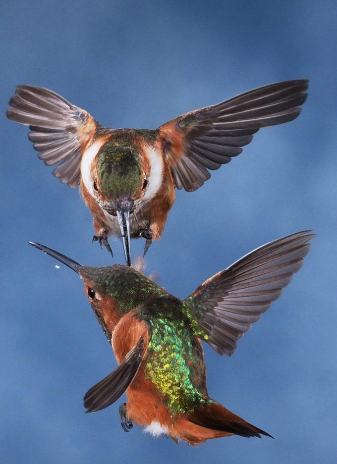 Identify and Attract an Allen’s Hummingbird