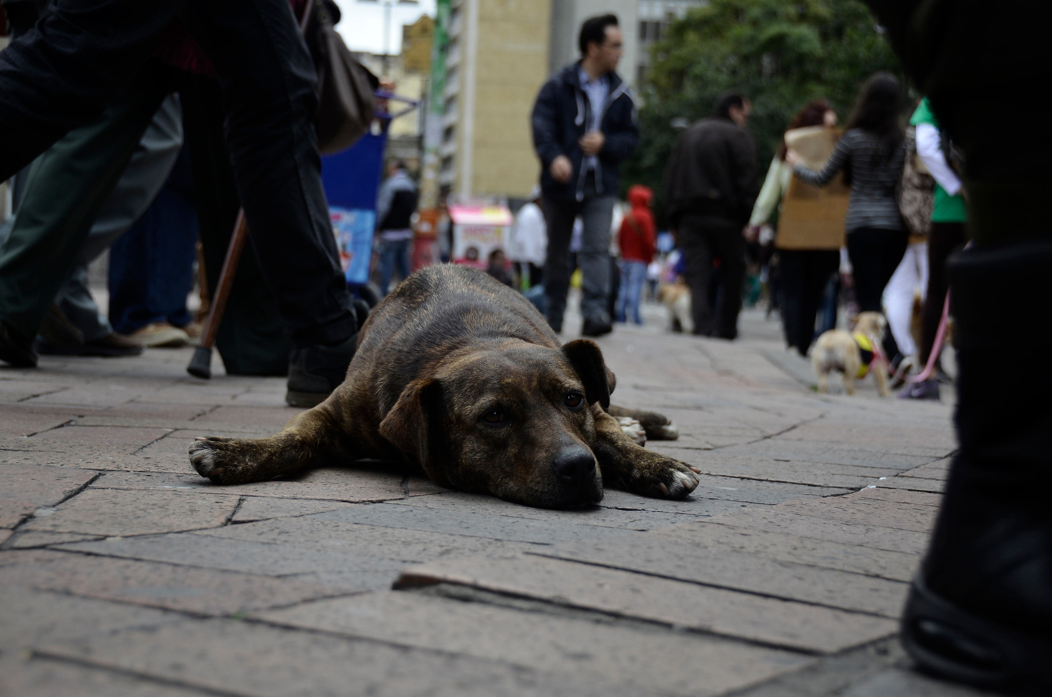 ¡Bájele, perrito! Bogotá crea mesa interinstitucional para frenar ...