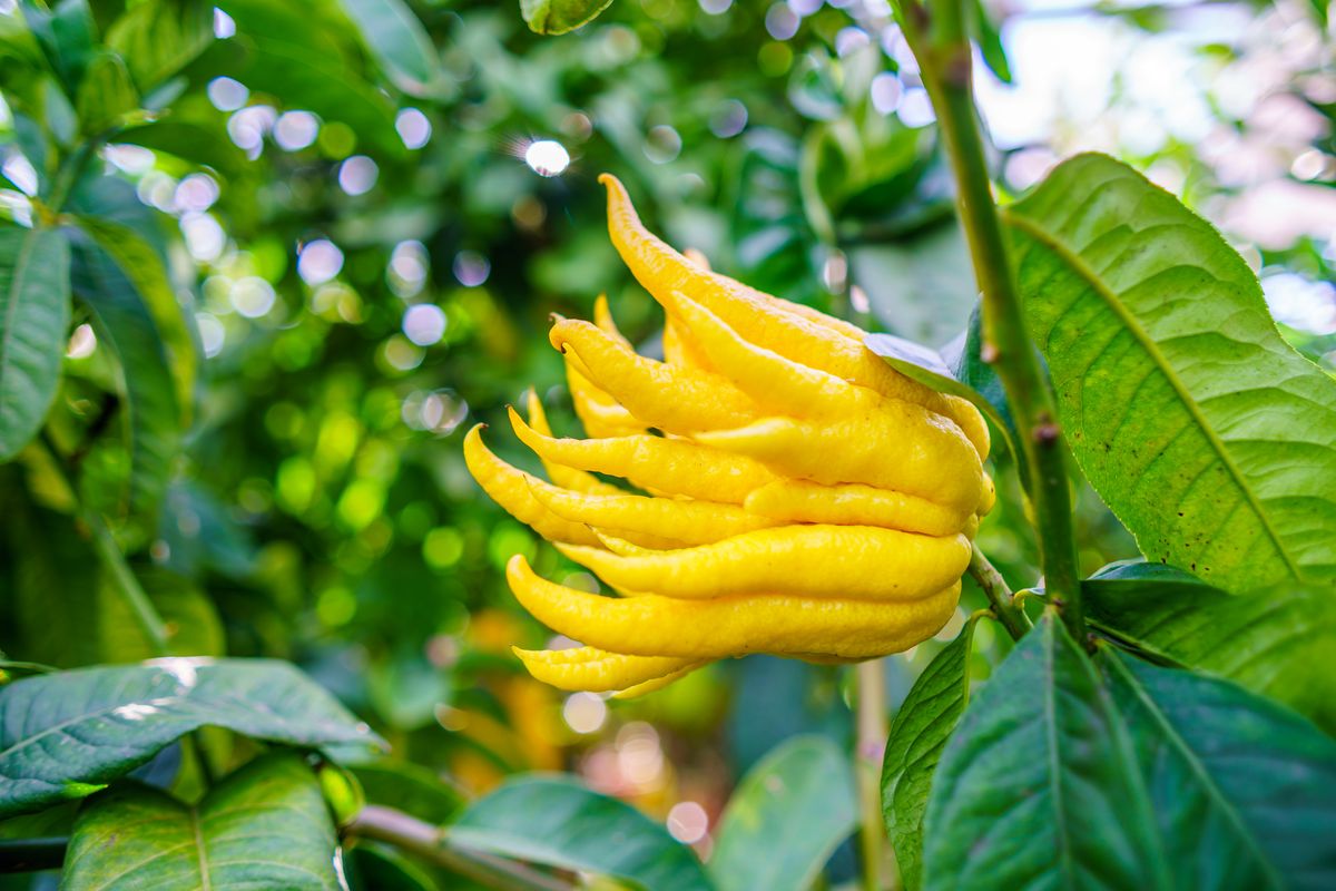 Buddha's Hand Is The Coolest Citrus You've Probably Never Had