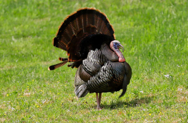 Spring turkey hunting season to begin soon, here’s when